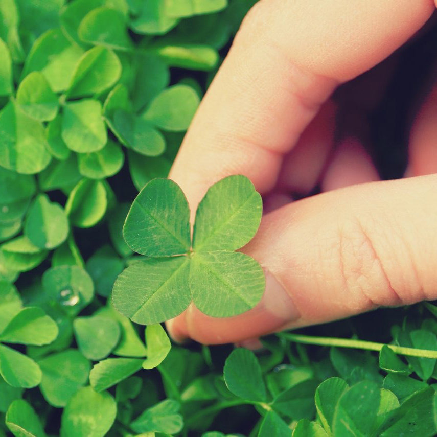 Sorte: Seleção de Produtos que atraem a Sorte | Loja WeMystic